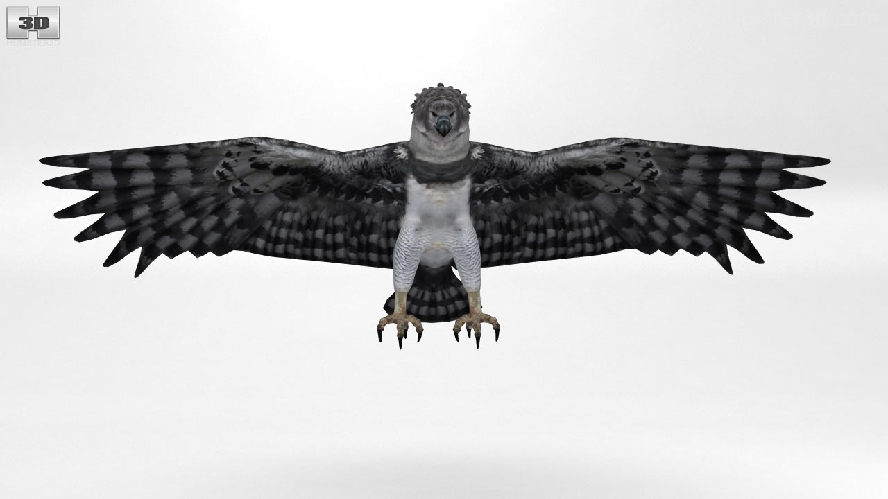 360 view of Harpy Eagle 3D model - Hum3D store