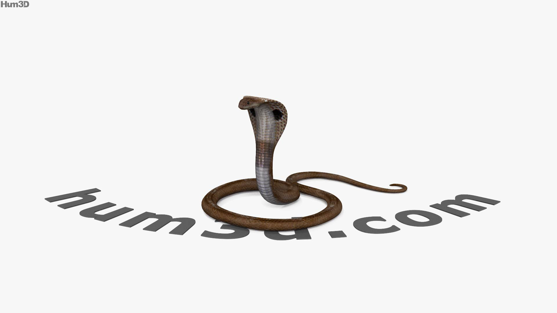 インドコブラ 3Dモデルの360ビュー-Hum3Dストア