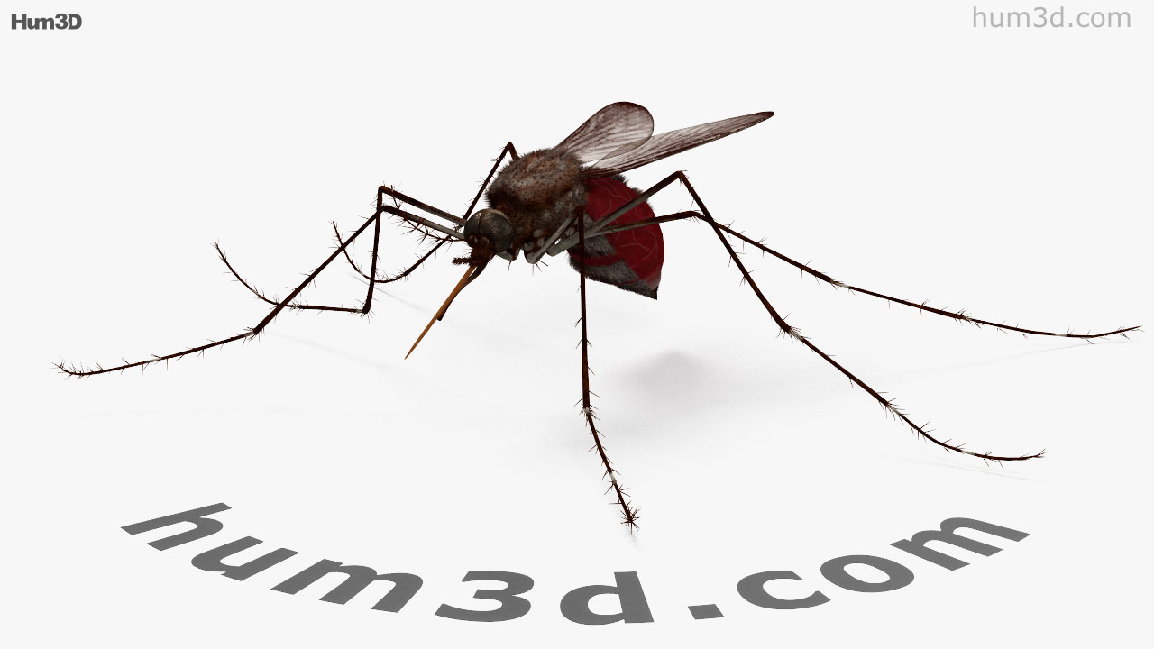 360 view of Mosquito 3D model - Hum3D store